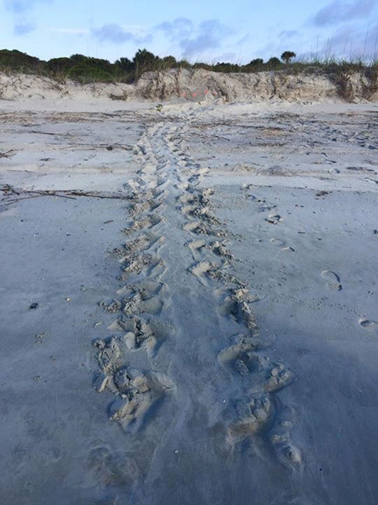 Year’s first Georgia loggerhead sea turtle nest shows up on time ...