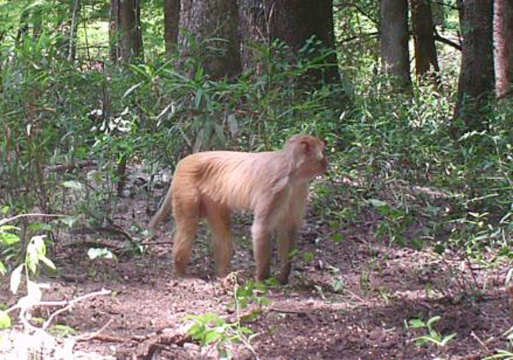 Rhesus monkey loose in Southwest Georgia gets shy – Albany Herald
