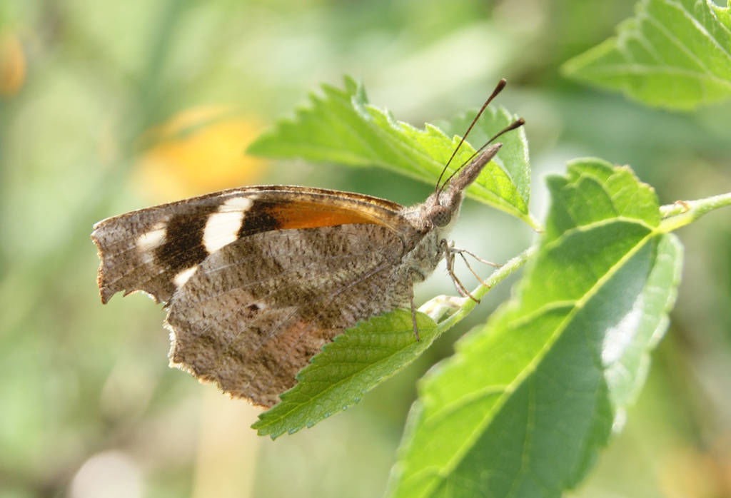 CONSUMER Q&A: Does a butterfly bite? – Albany Herald