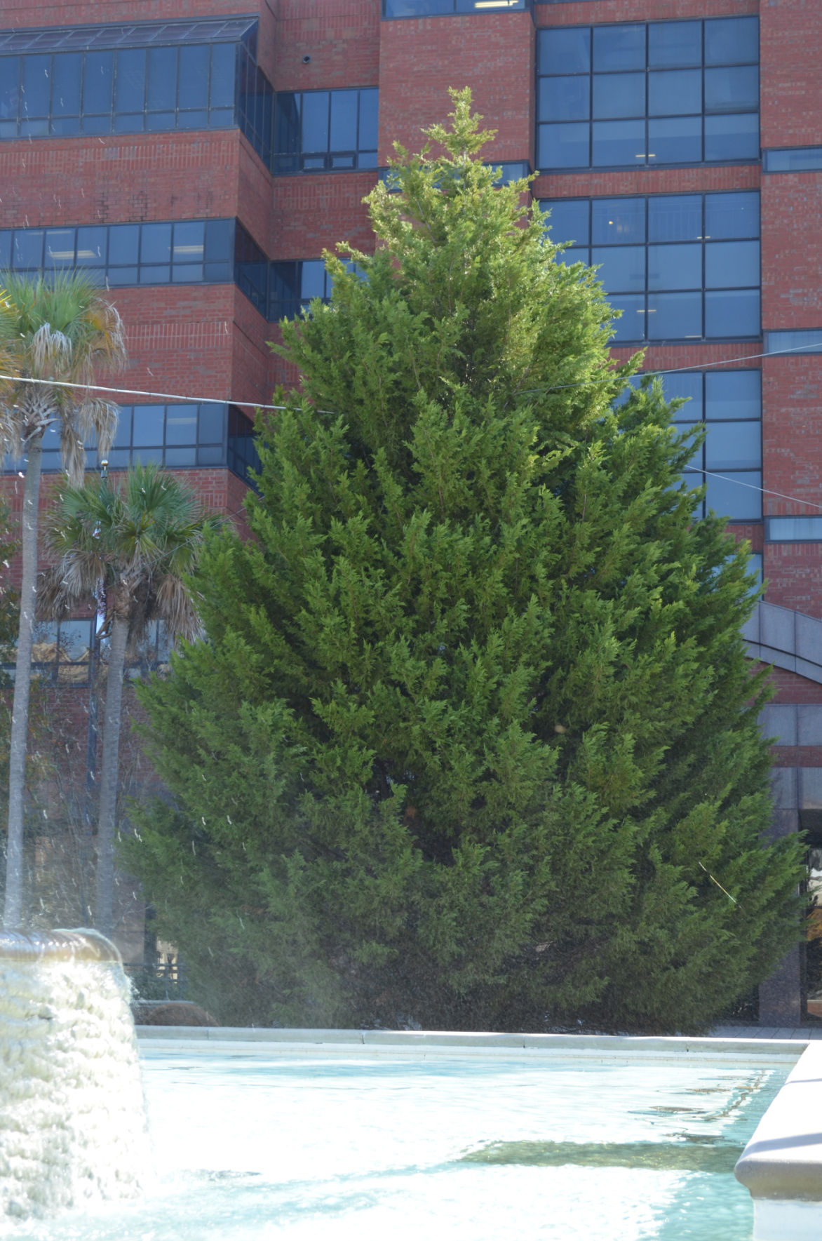 City of Albany 2017 Christmas tree is in place for Saturday’s parade ...
