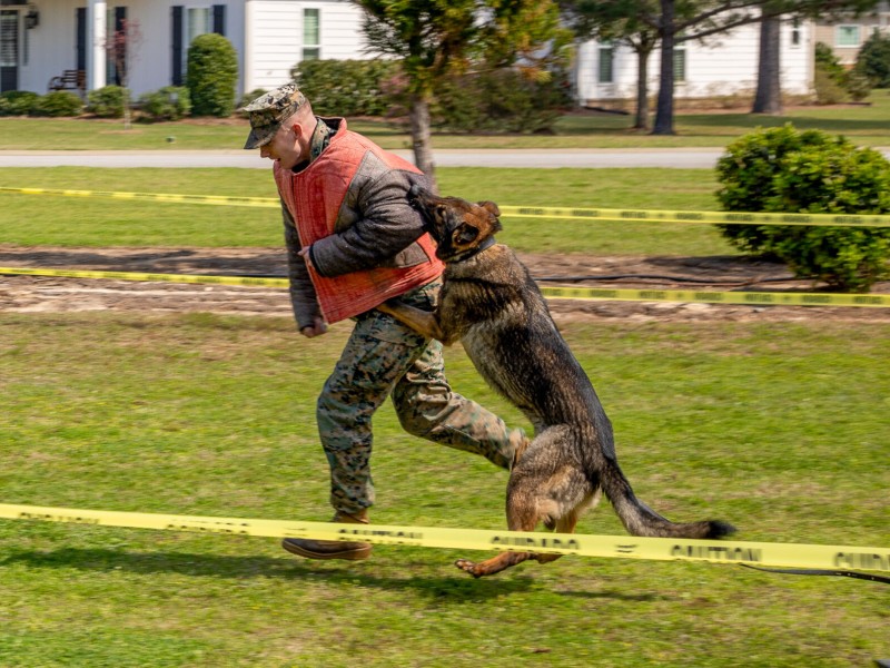 MCLB-Albany K-9 handler shows off base's working dogs – Albany Herald