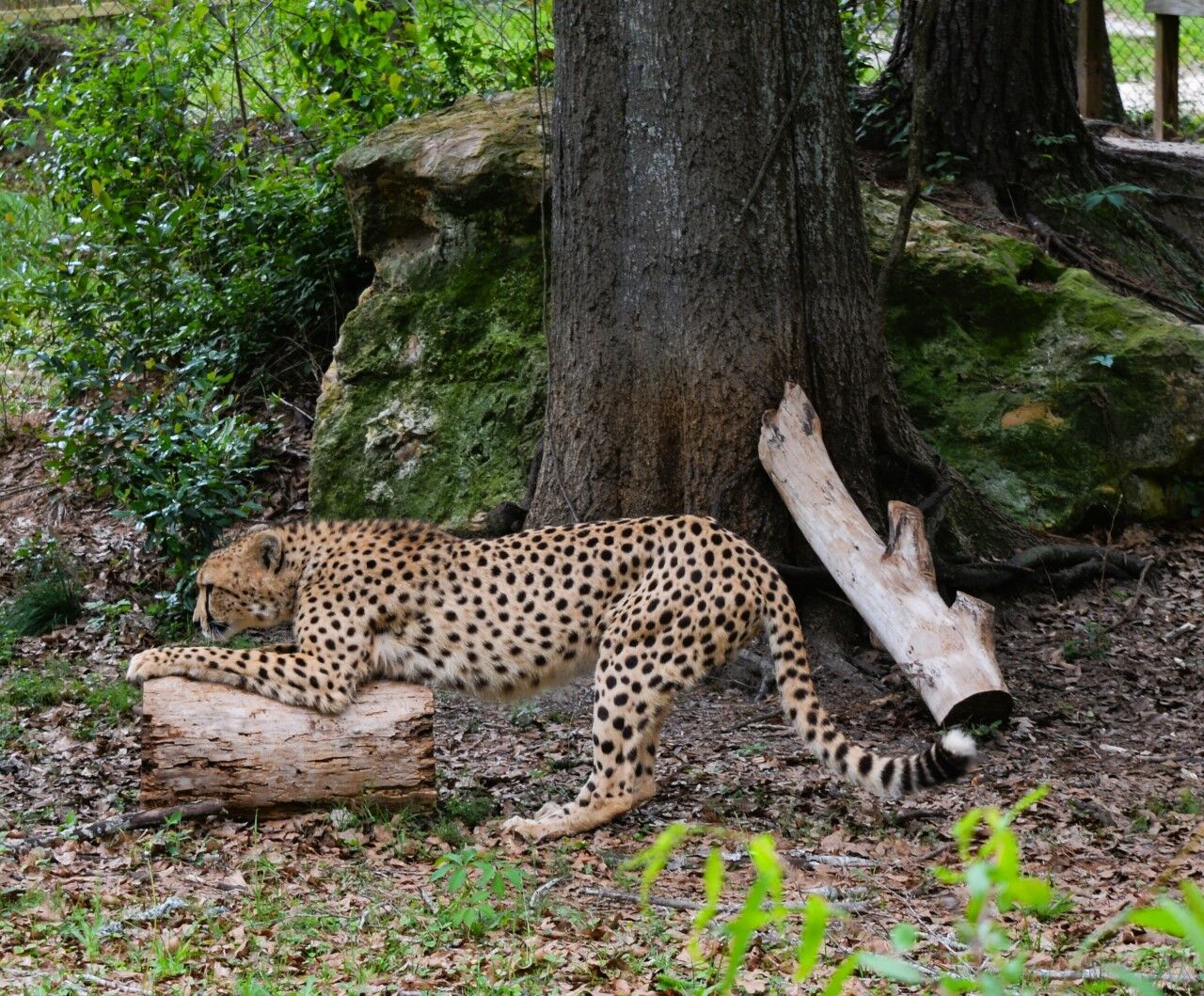 Chehaw cheetah spotted – Albany Herald