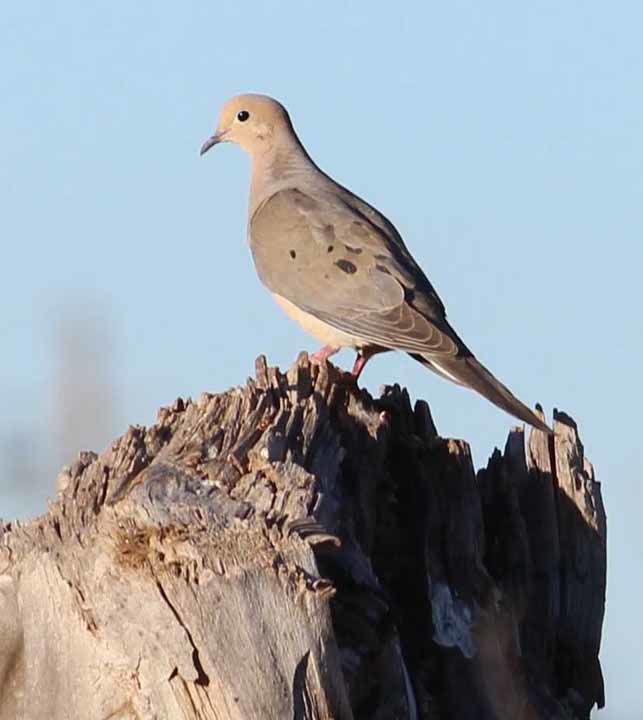 Georgia hunters prepare for the opening of dove season – Albany Herald