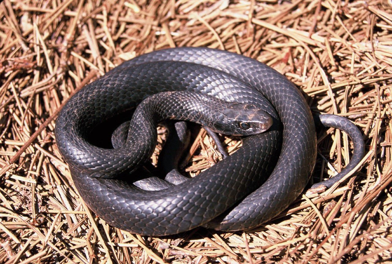 Springtime means snakes in Georgia; be prepared – Albany Herald