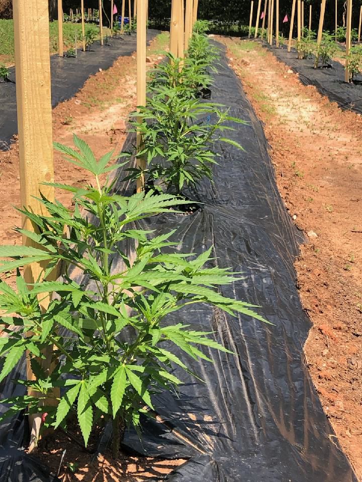 New hemp law takes effect soon in Georgia – Albany Herald