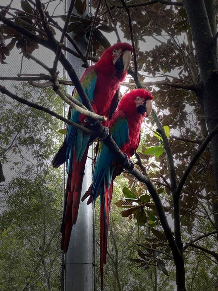 Flint RiverQuarium welcomes newest stars: The Macaws – Albany Herald