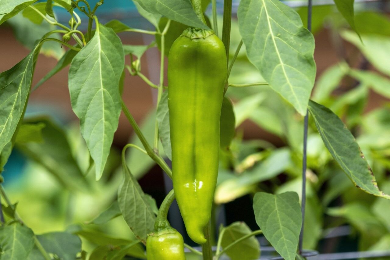 A green pepper-upper – Albany Herald