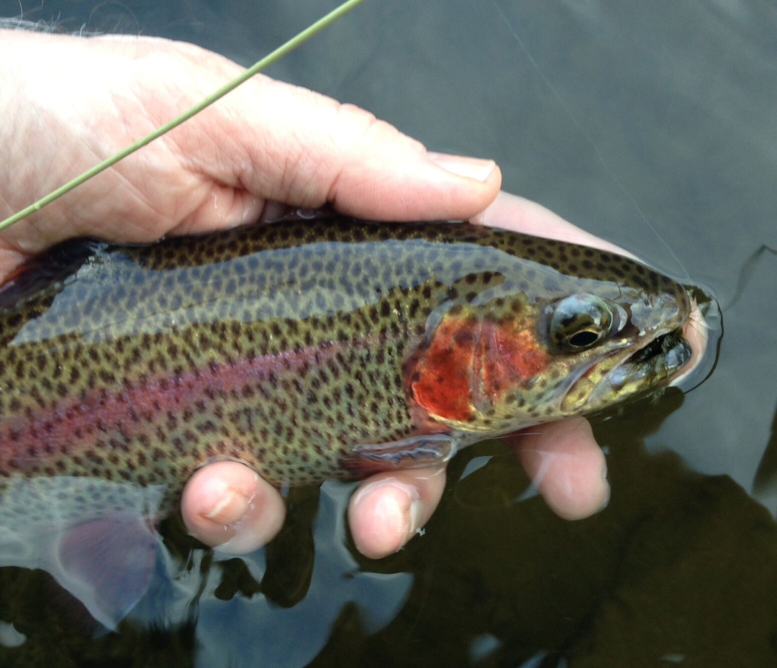 Delayed harvest trout season starts Friday – Albany Herald