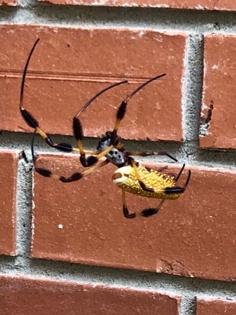 Joro from the Toro? Creepy-looking spider makes himself at home ...