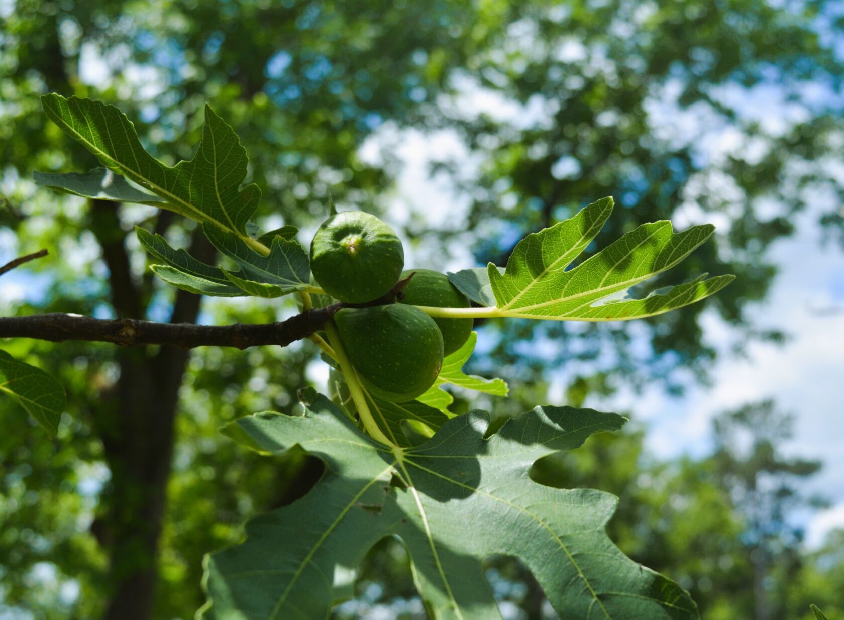 Nature's bounty – Albany Herald