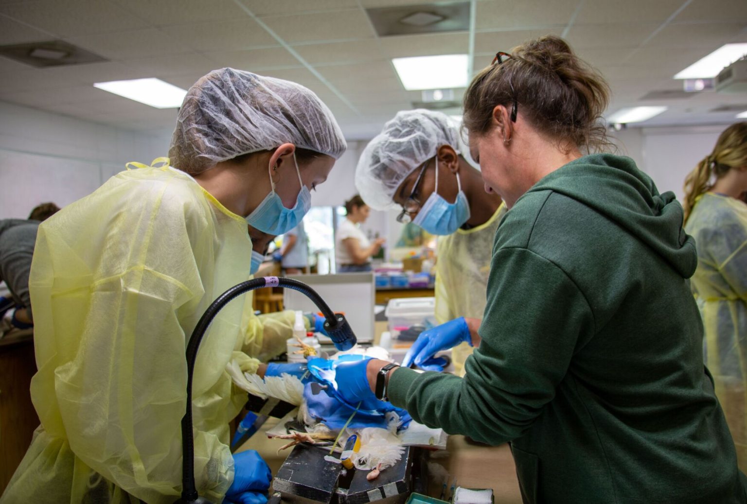 Students practice surgical procedures with a bird's-eye view in UGA ...