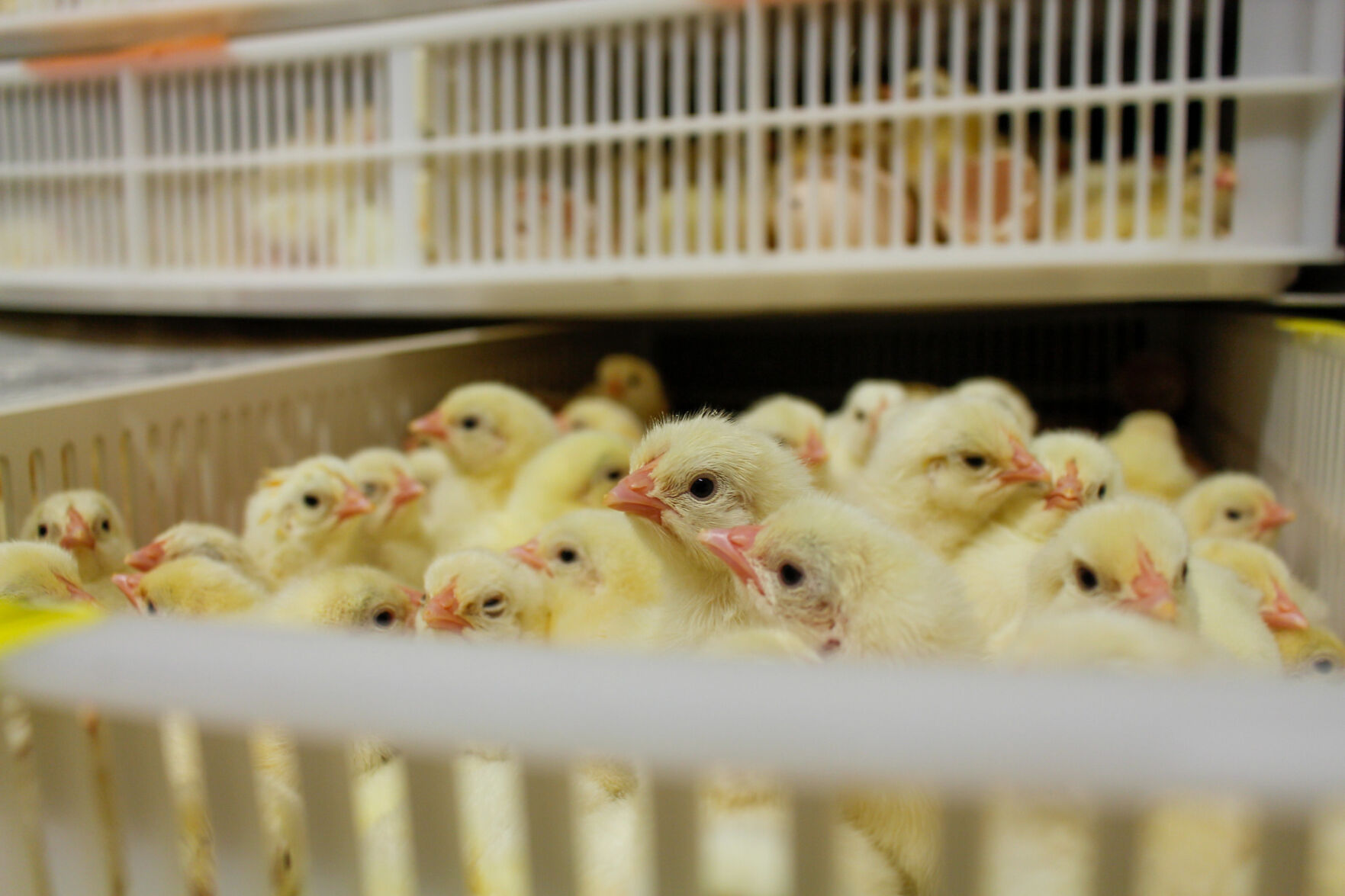 Poultry Science research topic of UGA conference – Albany Herald