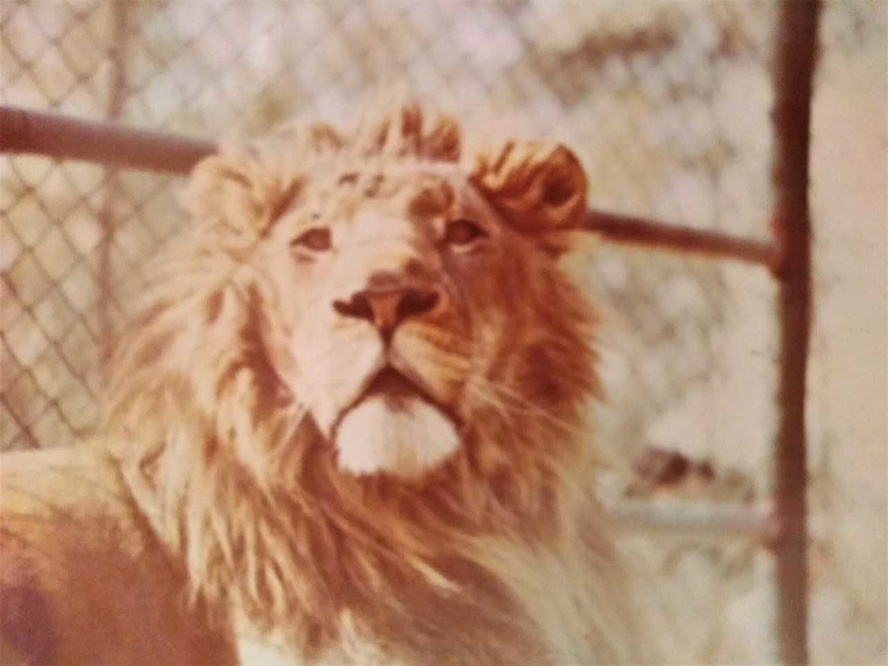 Little thought given to animal welfare at Tift Park Zoo – Albany Herald